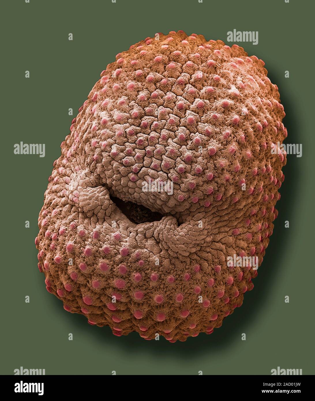 Red campion seed. Coloured scanning electron micrograph (SEM) of a seed ...