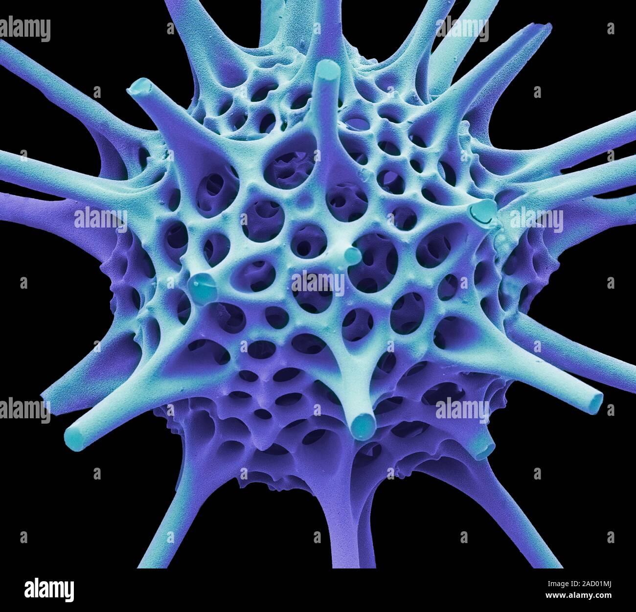 Radiolarian. Coloured scanning electron micrograph (SEM) of a radiolarian. Radiolarians are ...