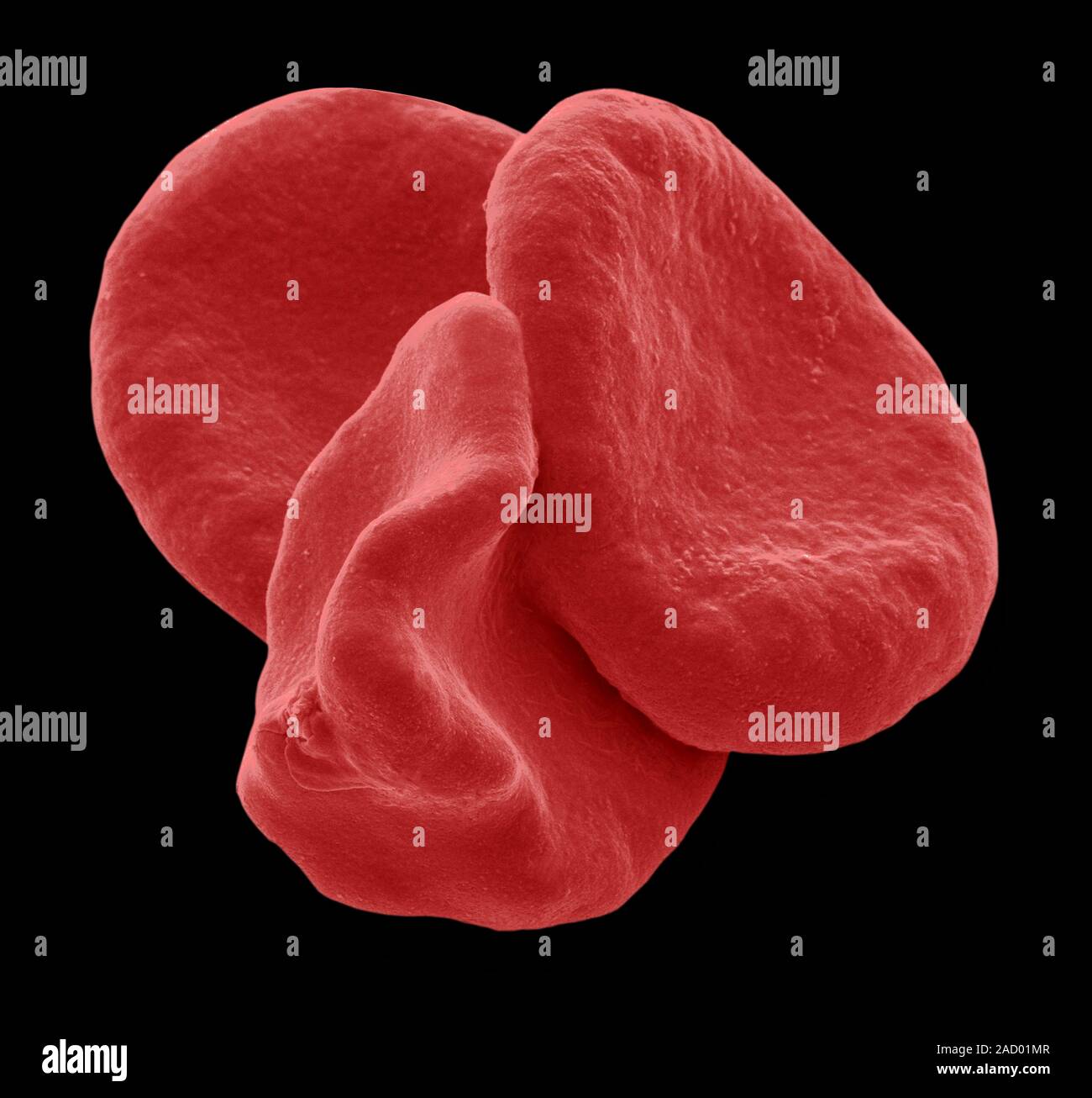 Red blood cells. Coloured scanning electron micrograph (SEM) of red ...