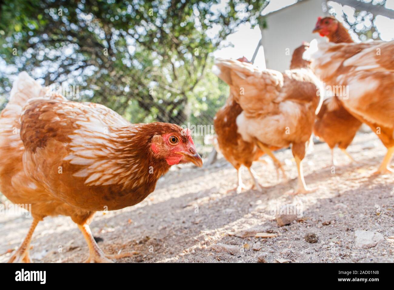 Free range hens in a farmyard Stock Photo - Alamy