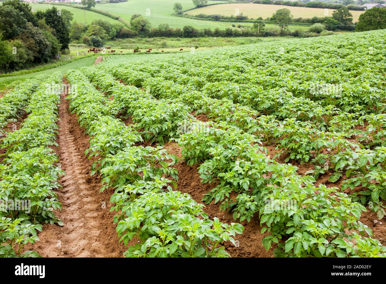 Potatoes growing at Washingpool farm in Bridport, Dorset with North ...
