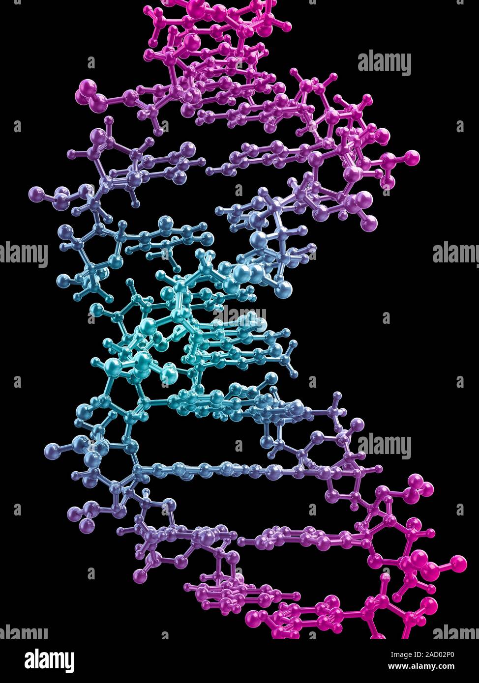 DNA molecule. Computer illustration of a double stranded DNA ...