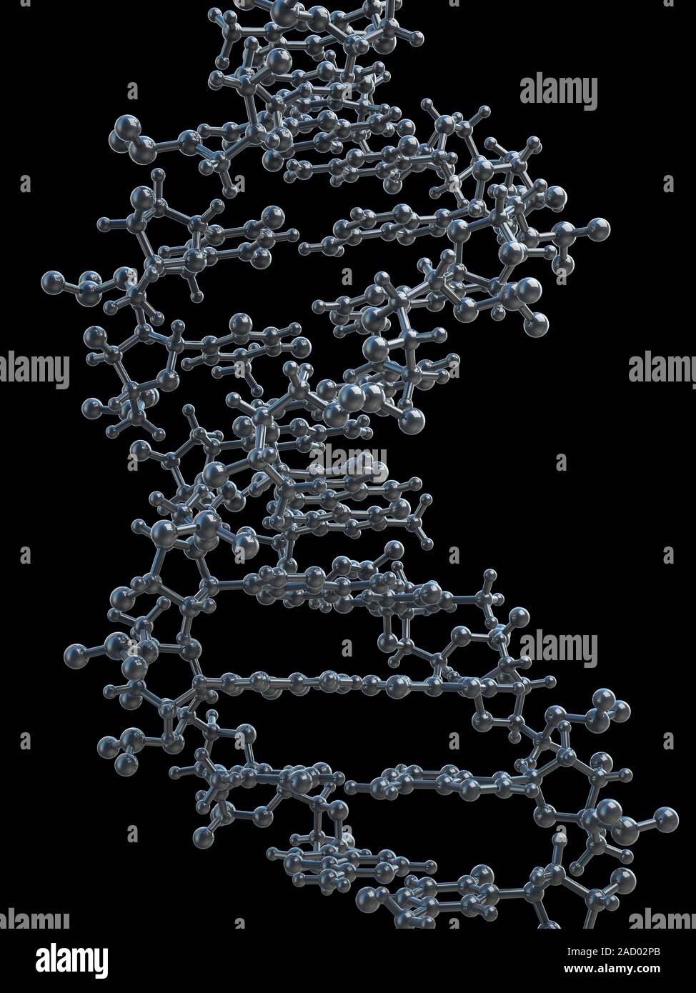 DNA molecule. Computer illustration of a double stranded DNA ...