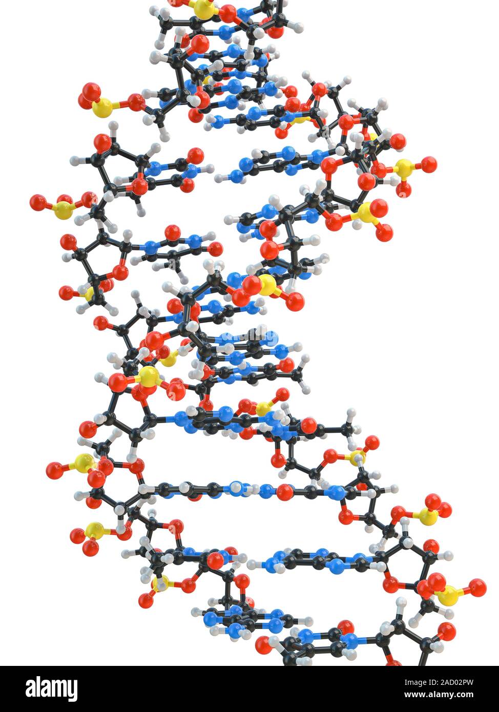 DNA molecule. Computer illustration of a double stranded DNA ...
