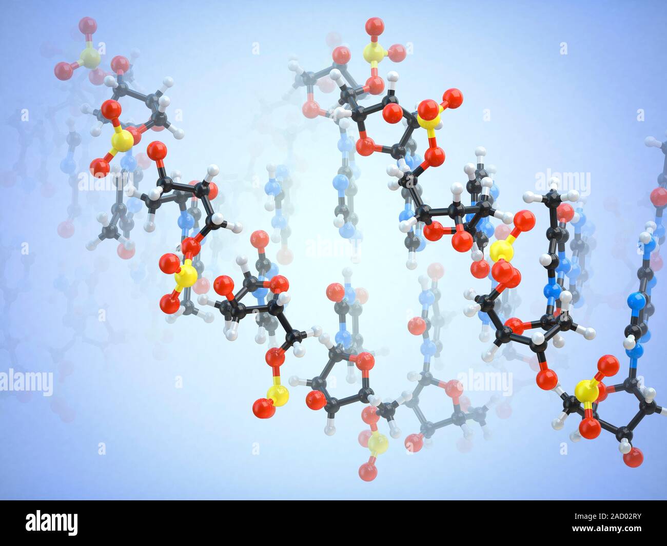 DNA molecule. Computer illustration of a double stranded DNA ...