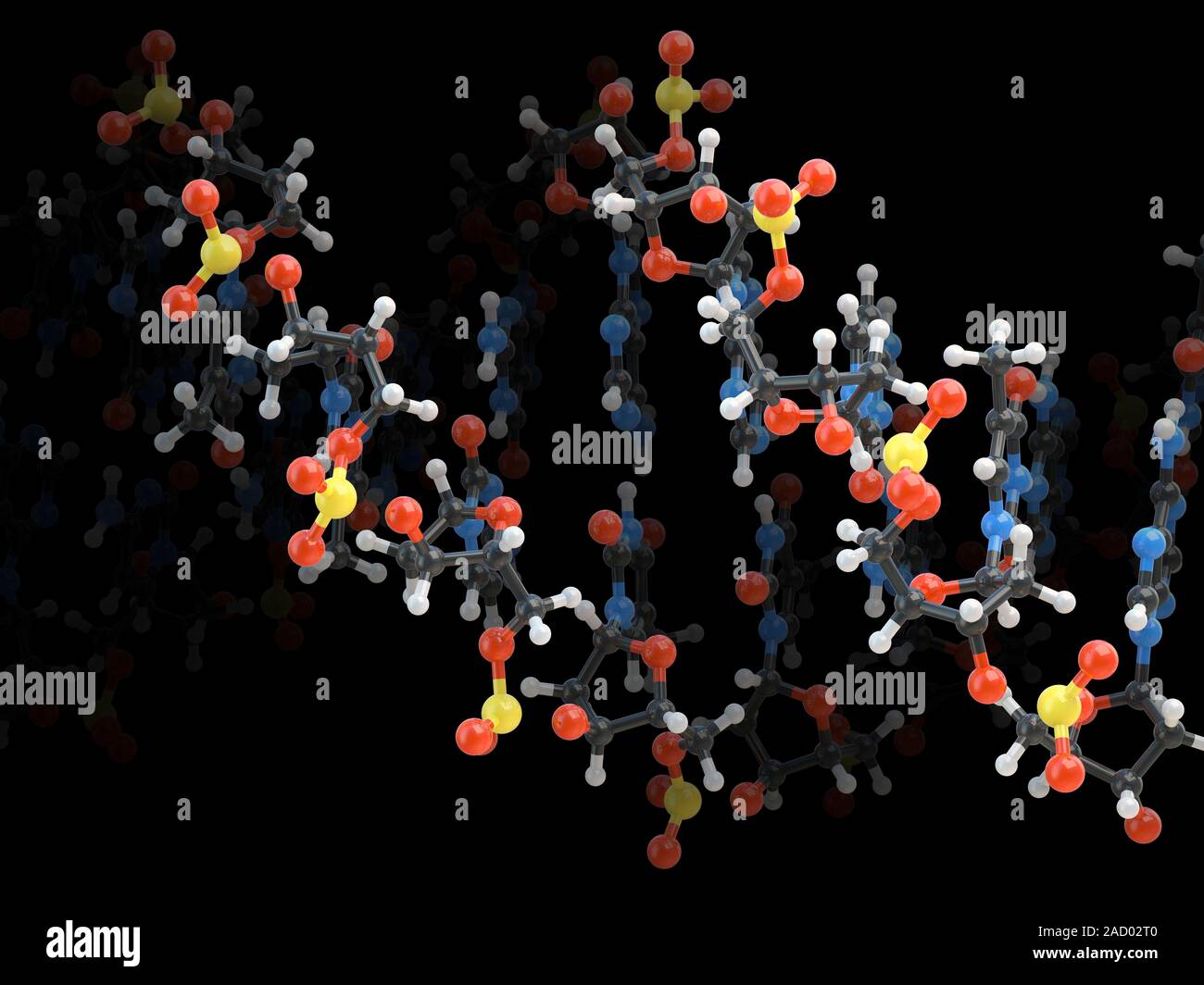 DNA molecule. Computer illustration of a double stranded DNA ...