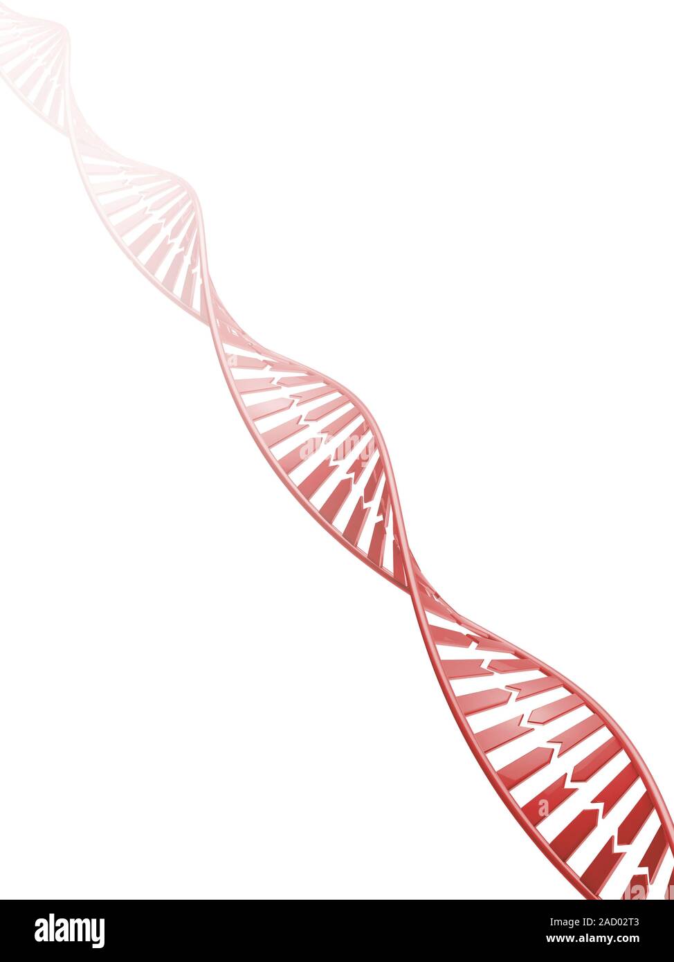 DNA molecule. Computer illustration of a double stranded DNA ...