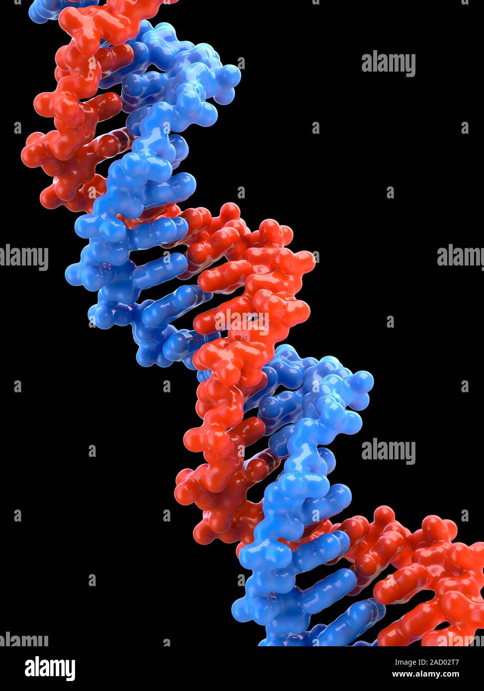 DNA molecule. Computer illustration of a double stranded DNA ...