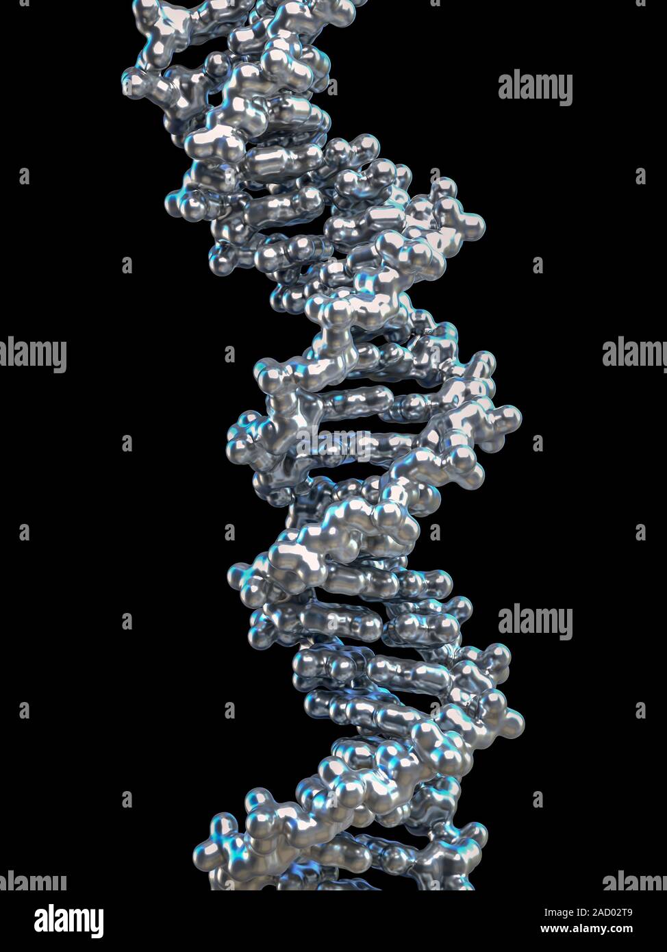 DNA molecule. Computer illustration of a double stranded DNA ...