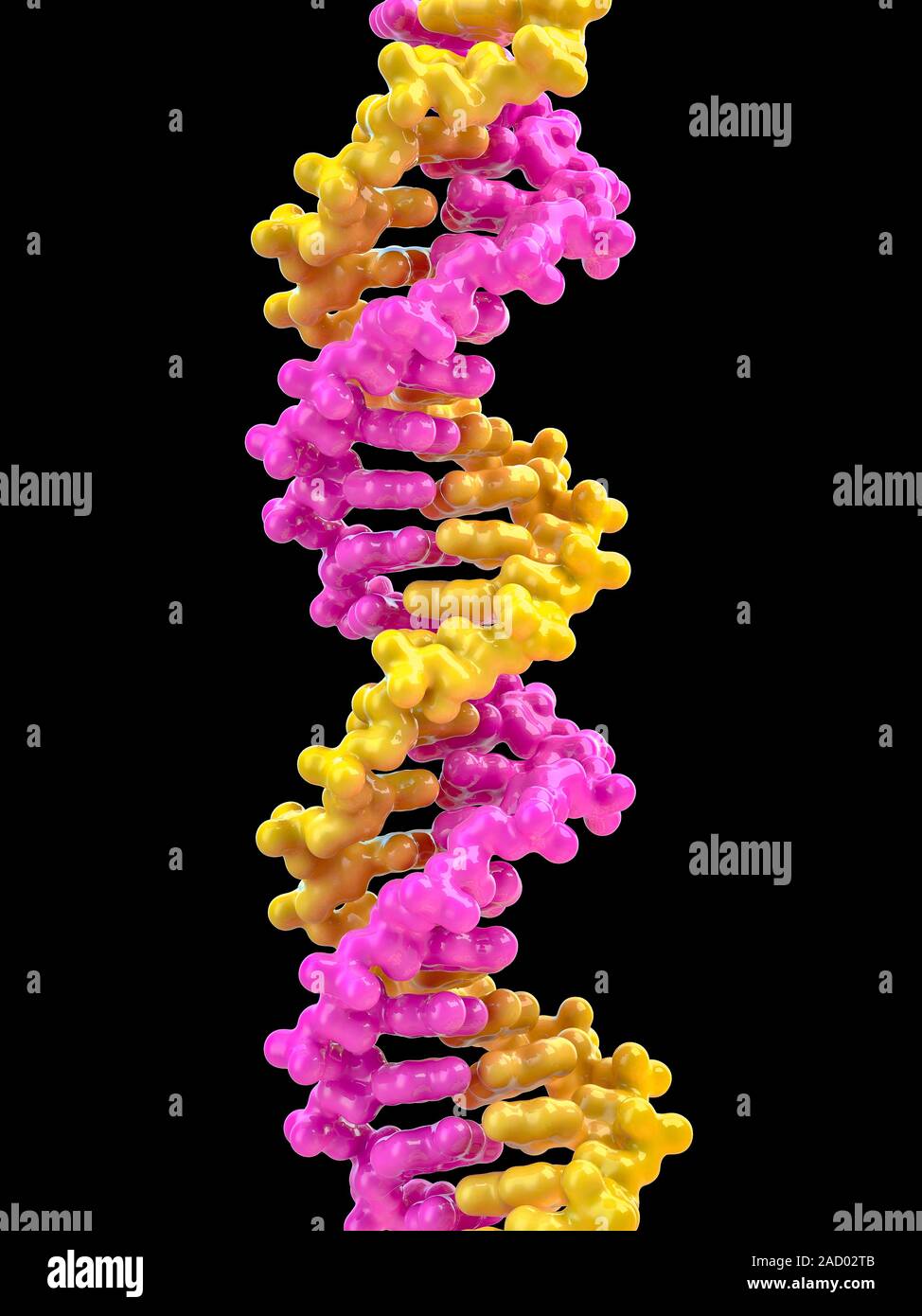 DNA molecule. Computer illustration of a double stranded DNA ...