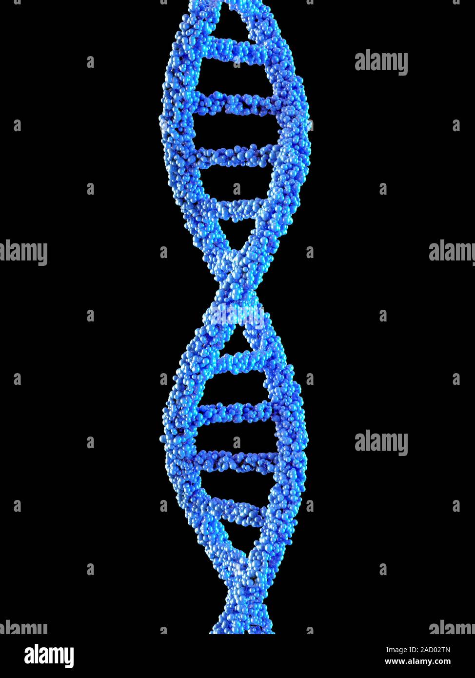 DNA molecule. Computer illustration of a double stranded DNA ...