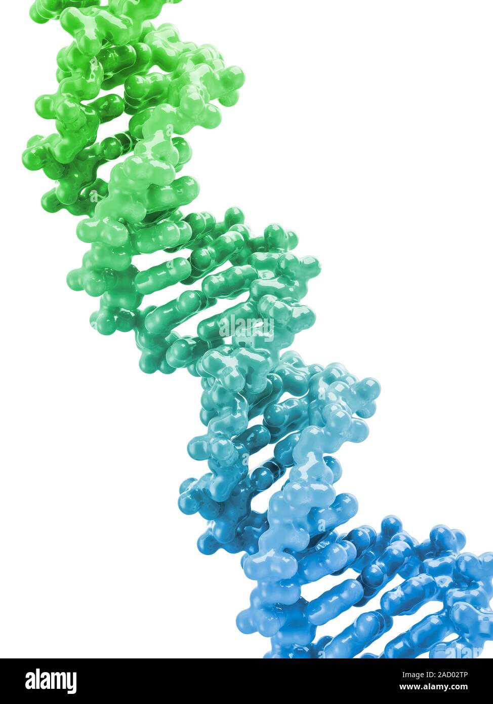 DNA molecule. Computer illustration of a double stranded DNA ...