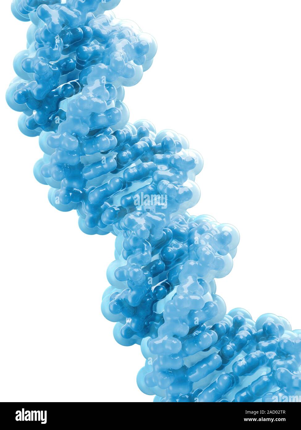 DNA molecule. Computer illustration of a double stranded DNA ...