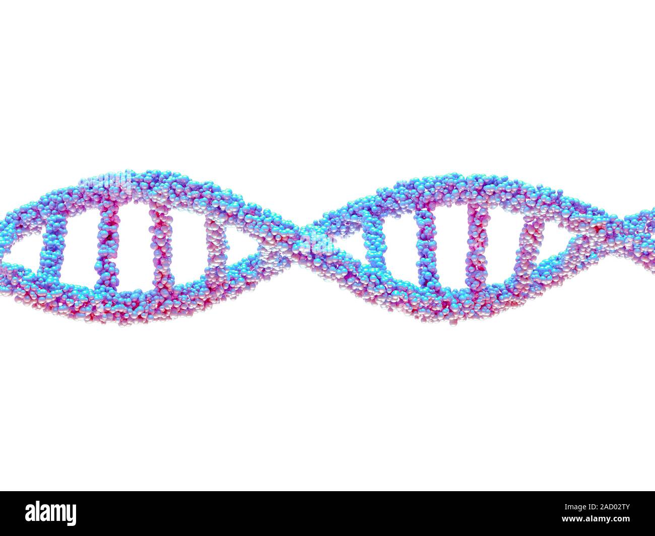 DNA molecule. Computer illustration of a double stranded DNA ...