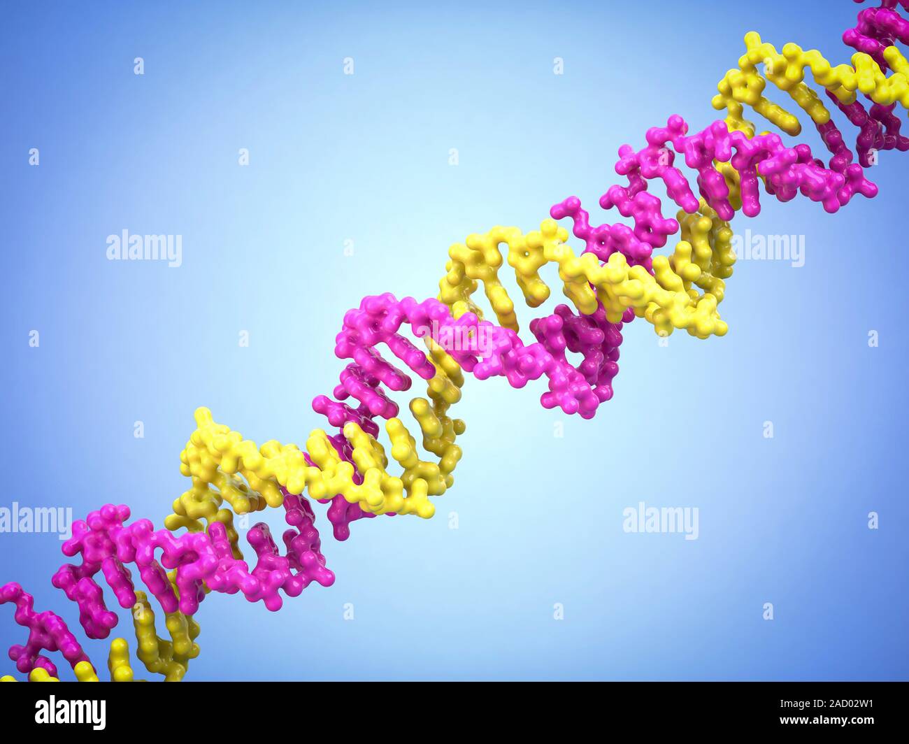 DNA molecule. Computer illustration of a double stranded DNA ...