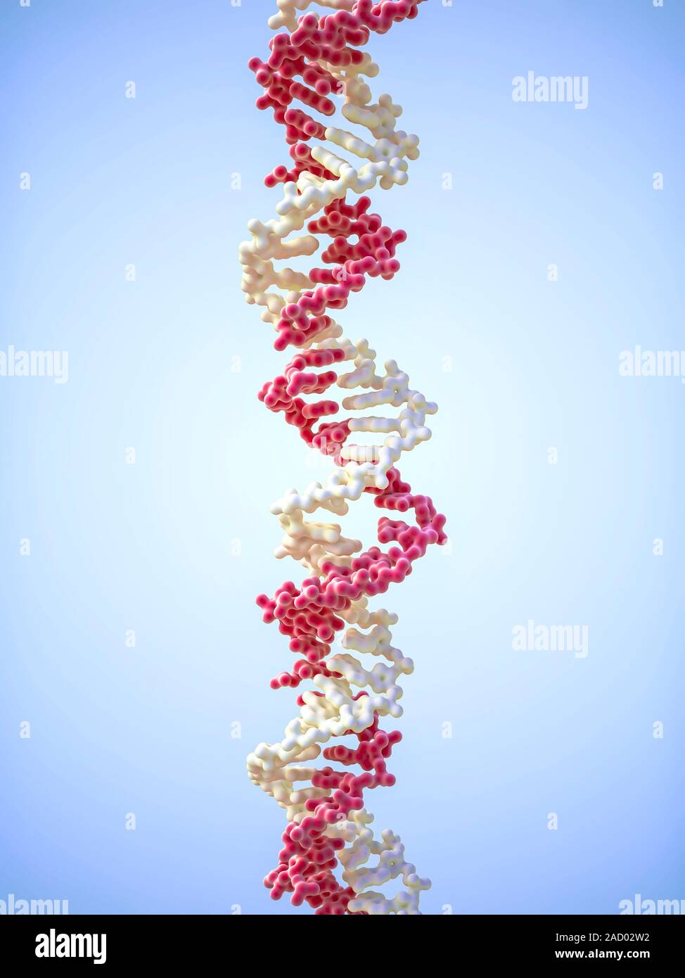 DNA molecule. Computer illustration of a double stranded DNA ...