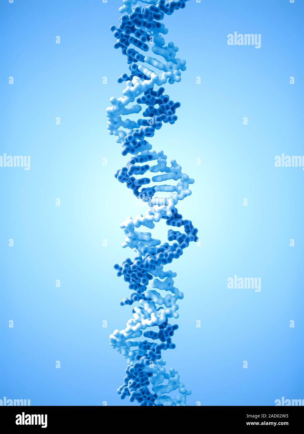 DNA molecule. Computer illustration of a double stranded DNA ...