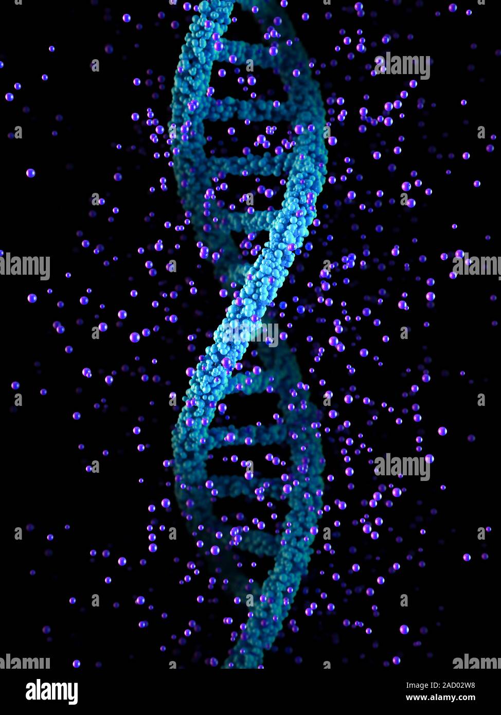 DNA molecule. Computer illustration of a double stranded DNA ...