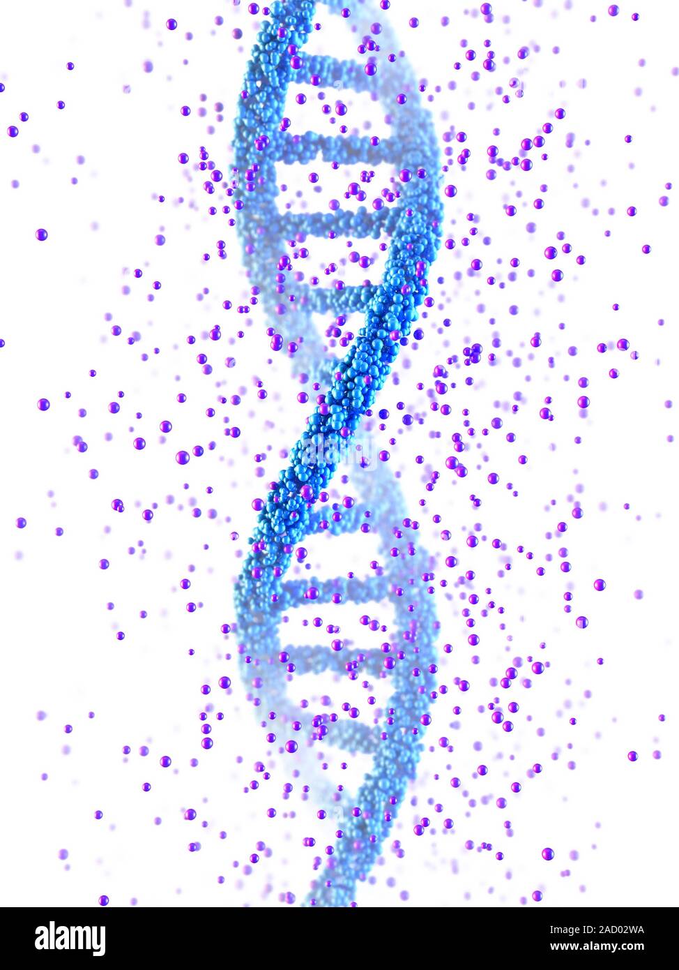 DNA molecule. Computer illustration of a double stranded DNA ...
