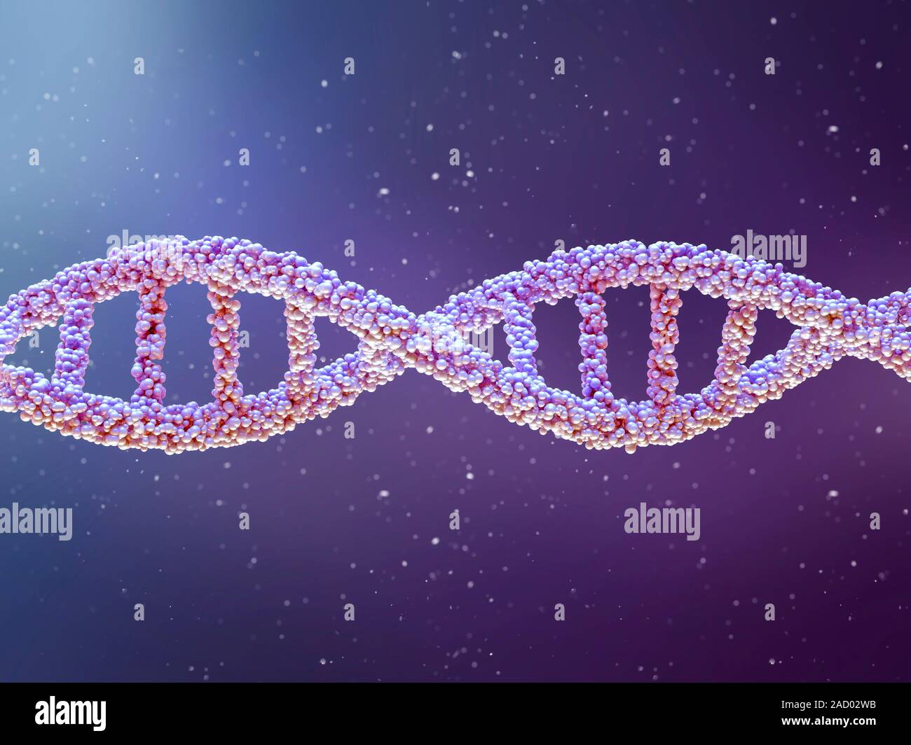 DNA molecule. Computer illustration of a double stranded DNA ...