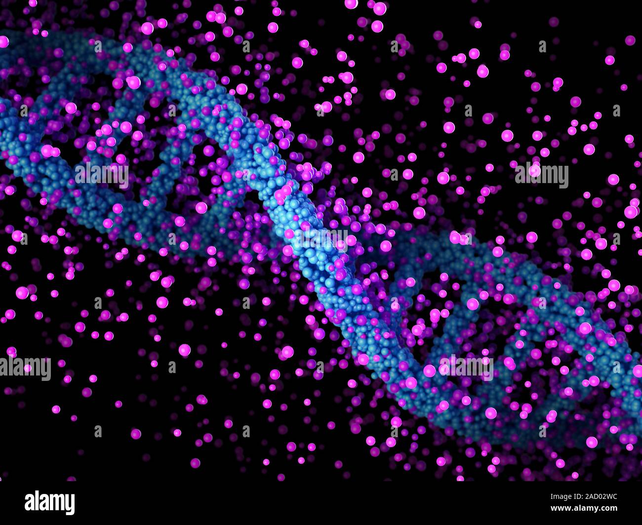 DNA molecule. Computer illustration of a double stranded DNA ...