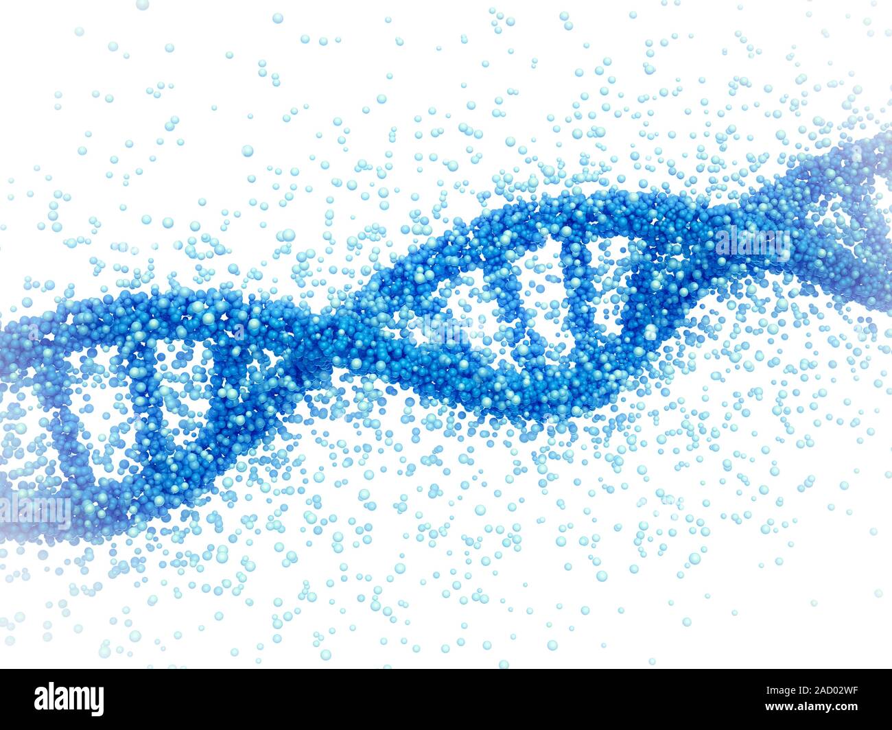 DNA molecule. Computer illustration of a double stranded DNA ...