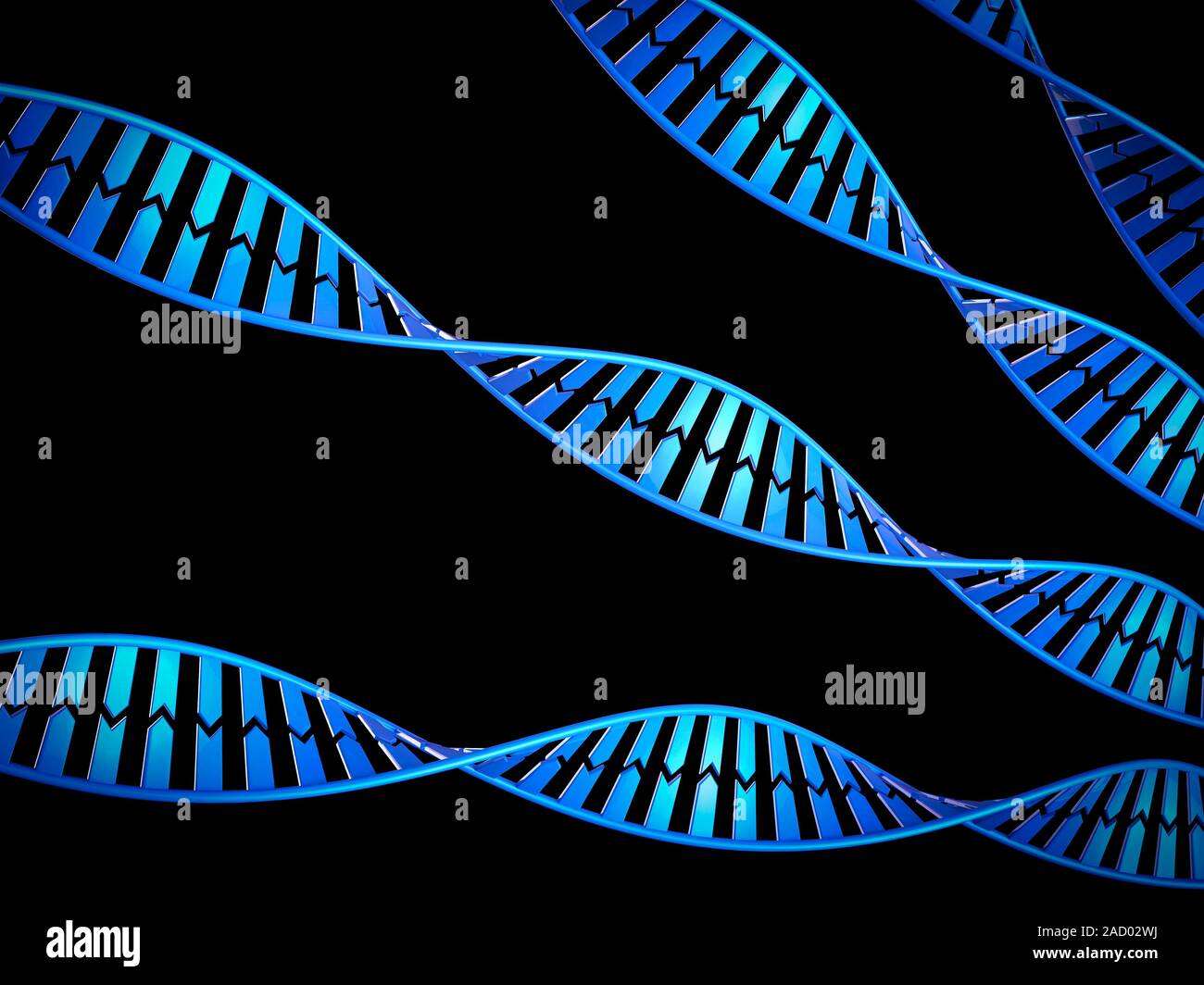 DNA molecules. Computer illustration of double stranded DNA ...