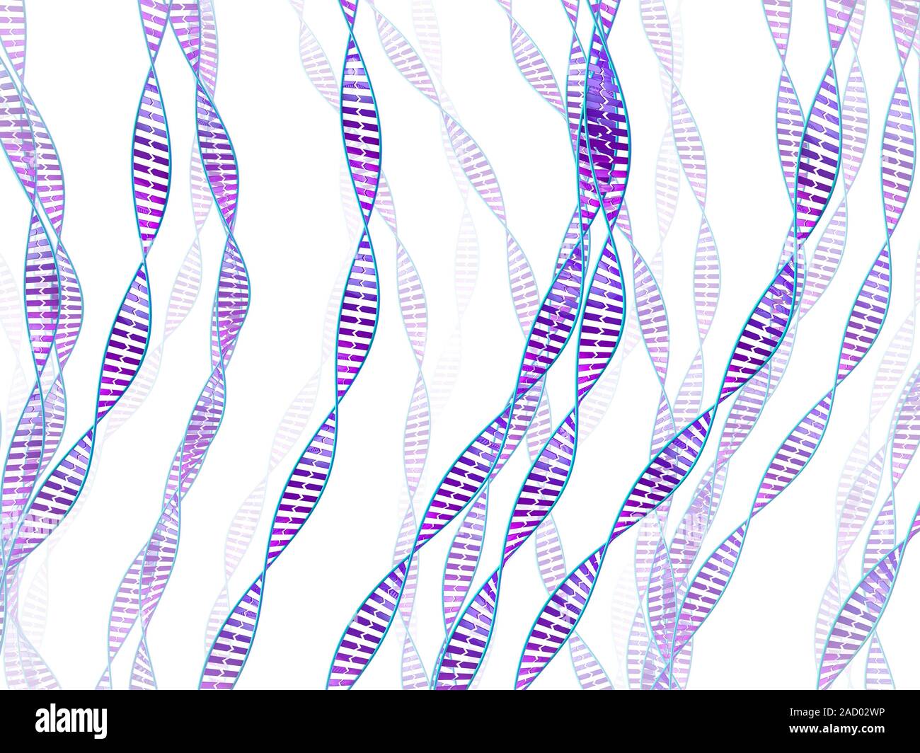 DNA molecules. Computer illustration of double stranded DNA ...