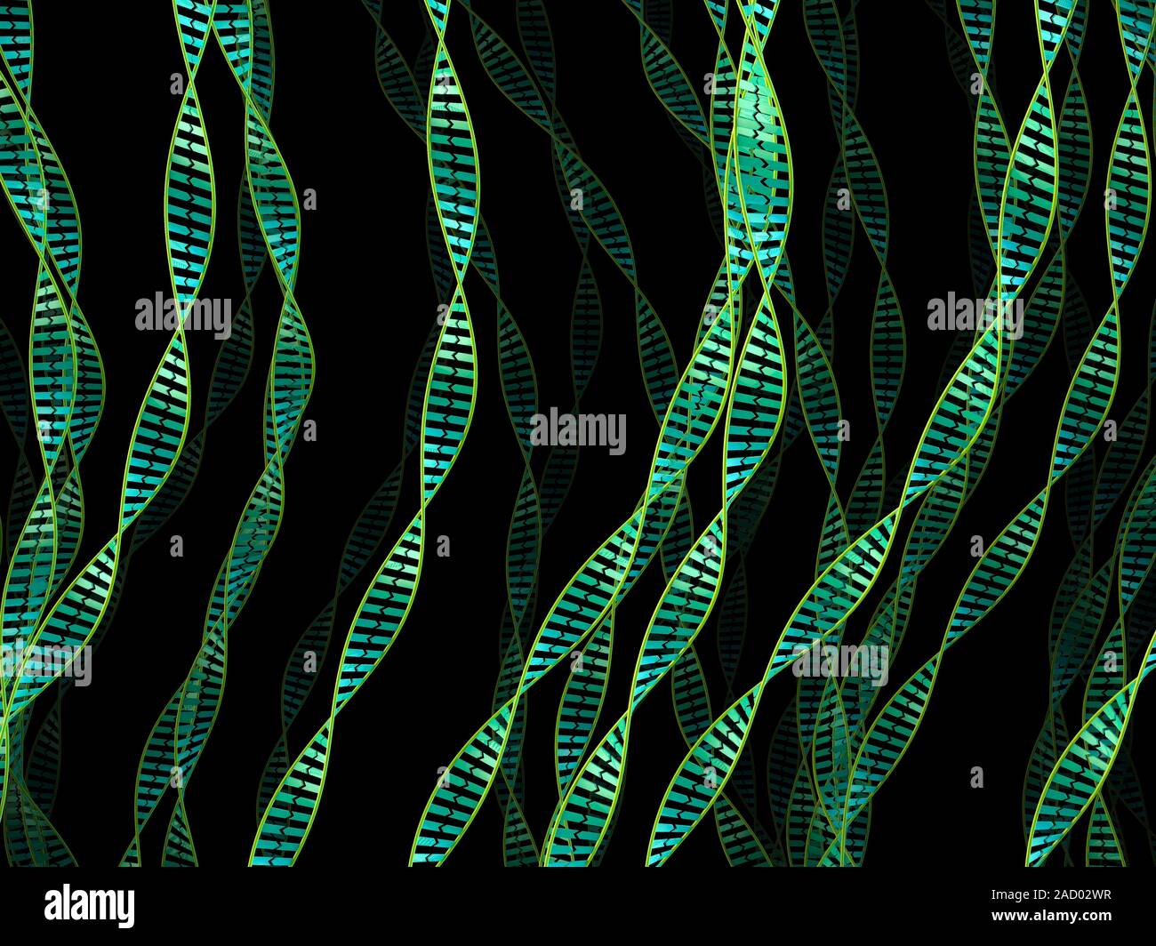DNA molecules. Computer illustration of double stranded DNA ...