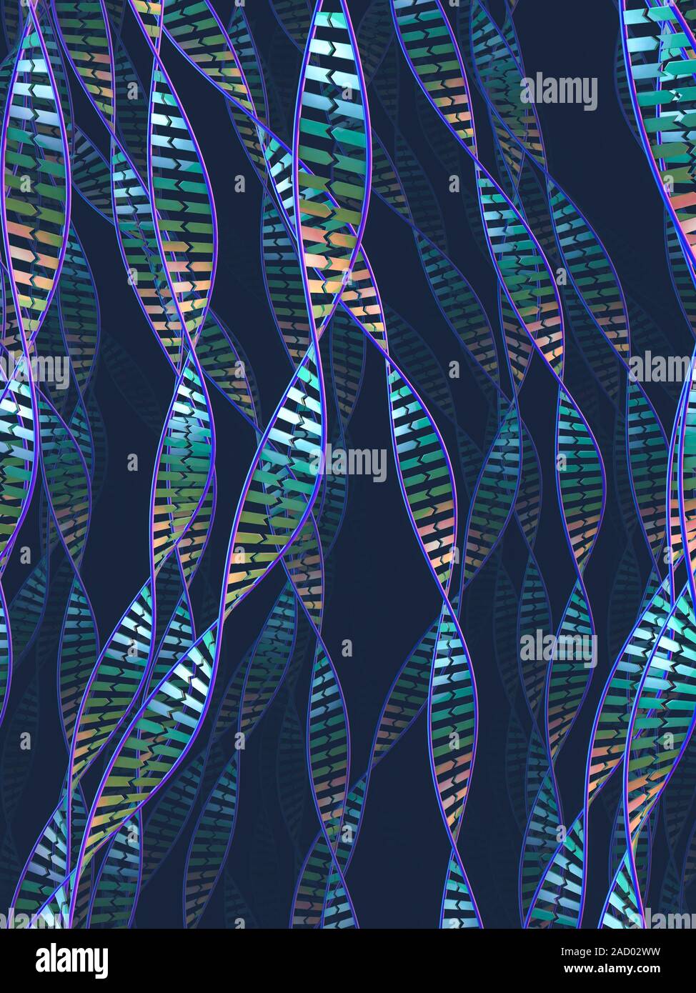 DNA molecules. Computer illustration of double stranded DNA ...