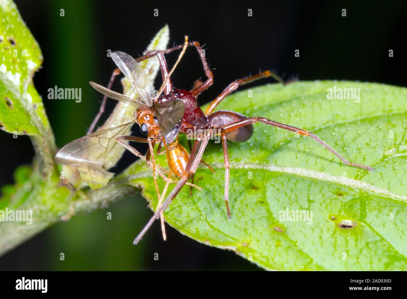 Spider feeding on a flying ant in the rainforest understory. Flying ...