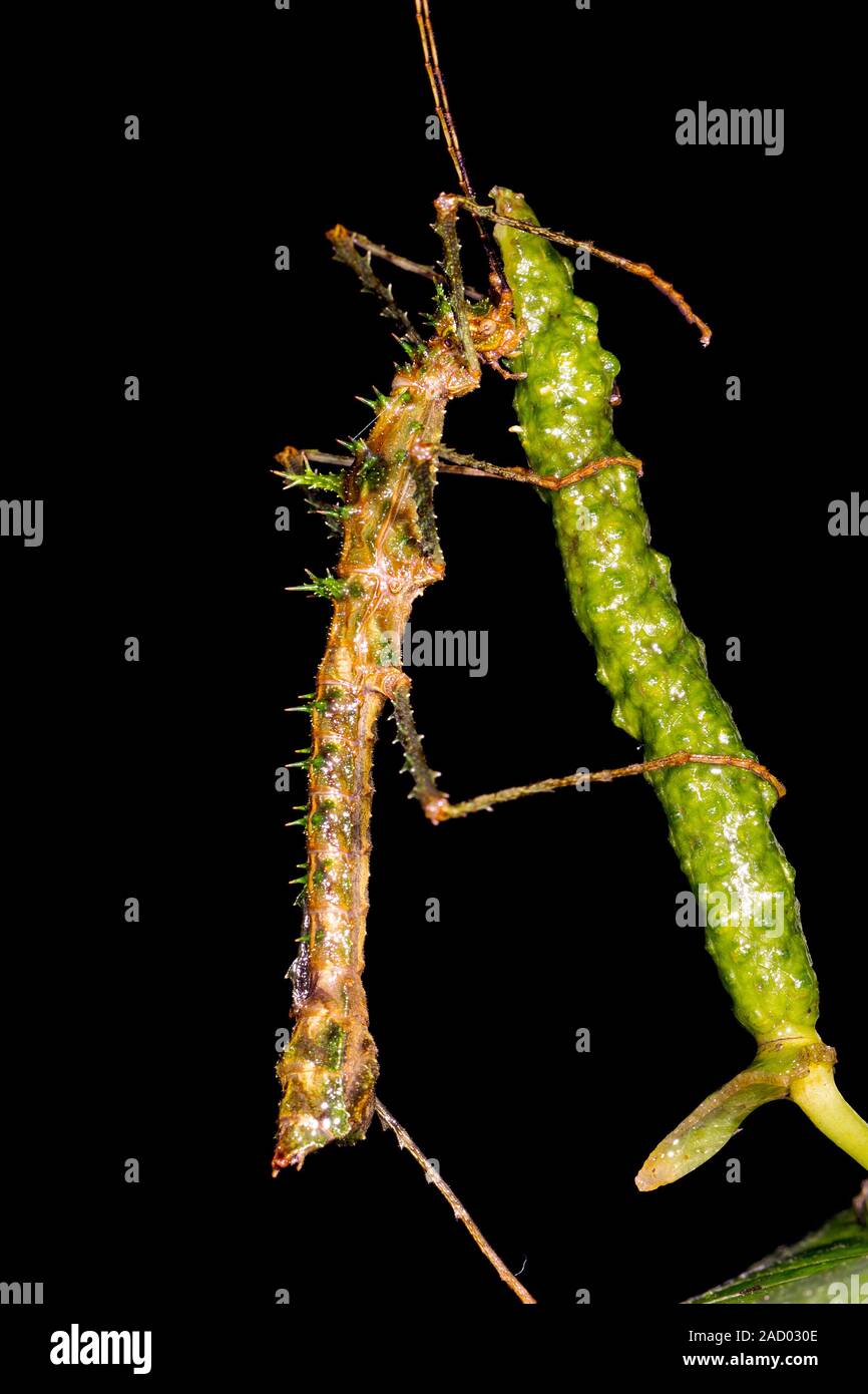 Spiny Moss-Mimicking Stick Insect (Acanthoclonia sp.) on an Anthurium ...