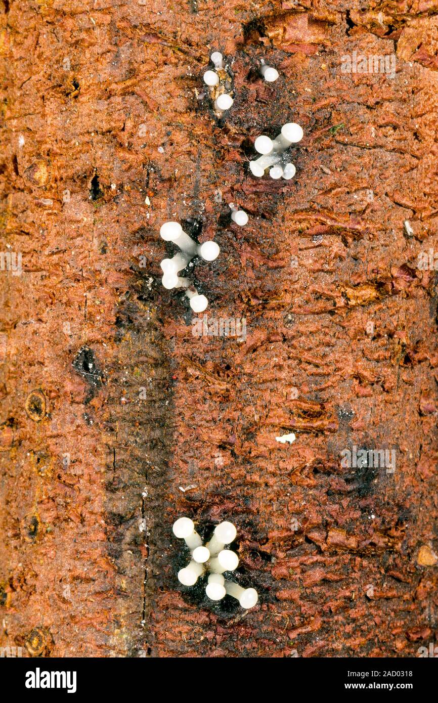 Fruiting bodies of a slime mould growing on the cut end of a branch ...