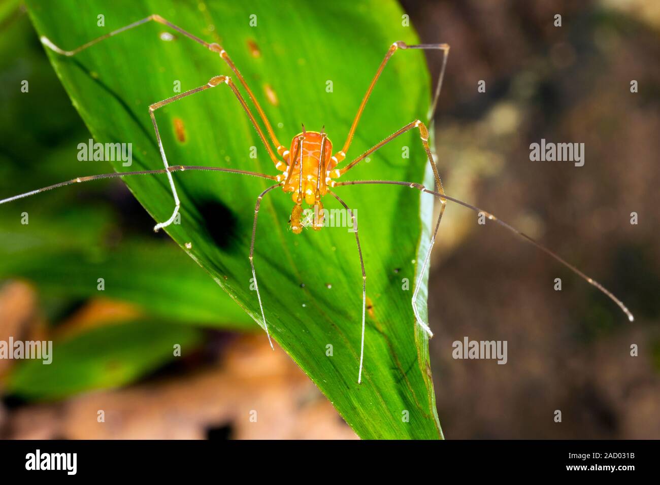 Harvestmen (order Opiliones) are an order of arachnids that resemble ...