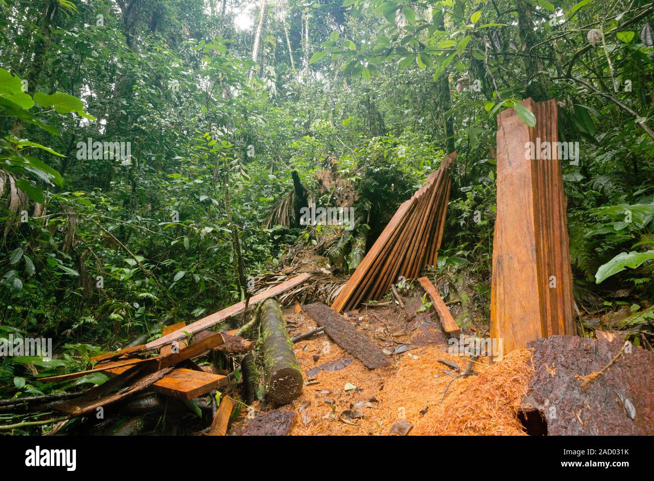 Planks cut from a rainforest tree by timber traffickers in the ...