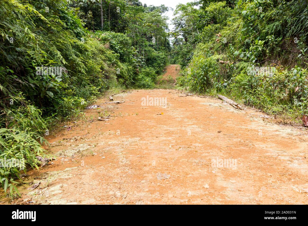 Dirt road created by colonists that are clearing new land for cutting ...
