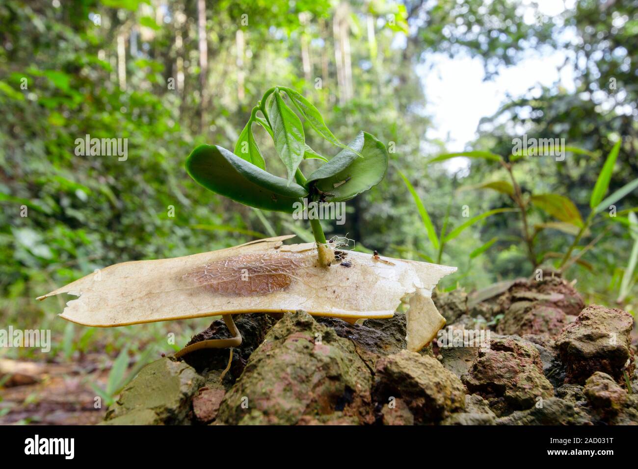 Winged seed germinating in the rainforest. The membranous wing carries ...