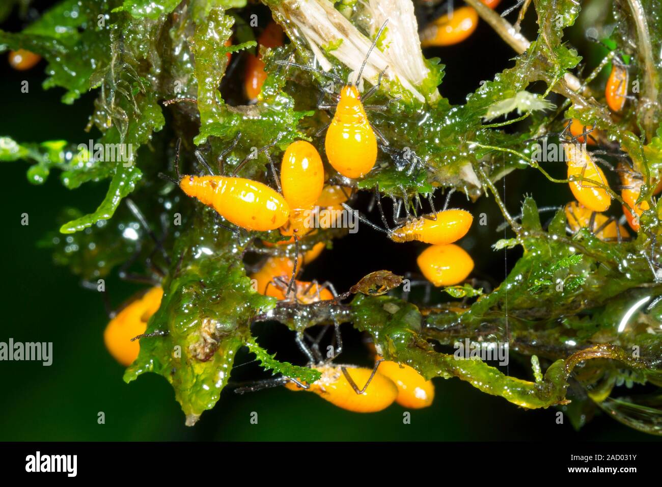 Brood of yellow hemipteran bug nymphs in damp moss on a branch in the ...