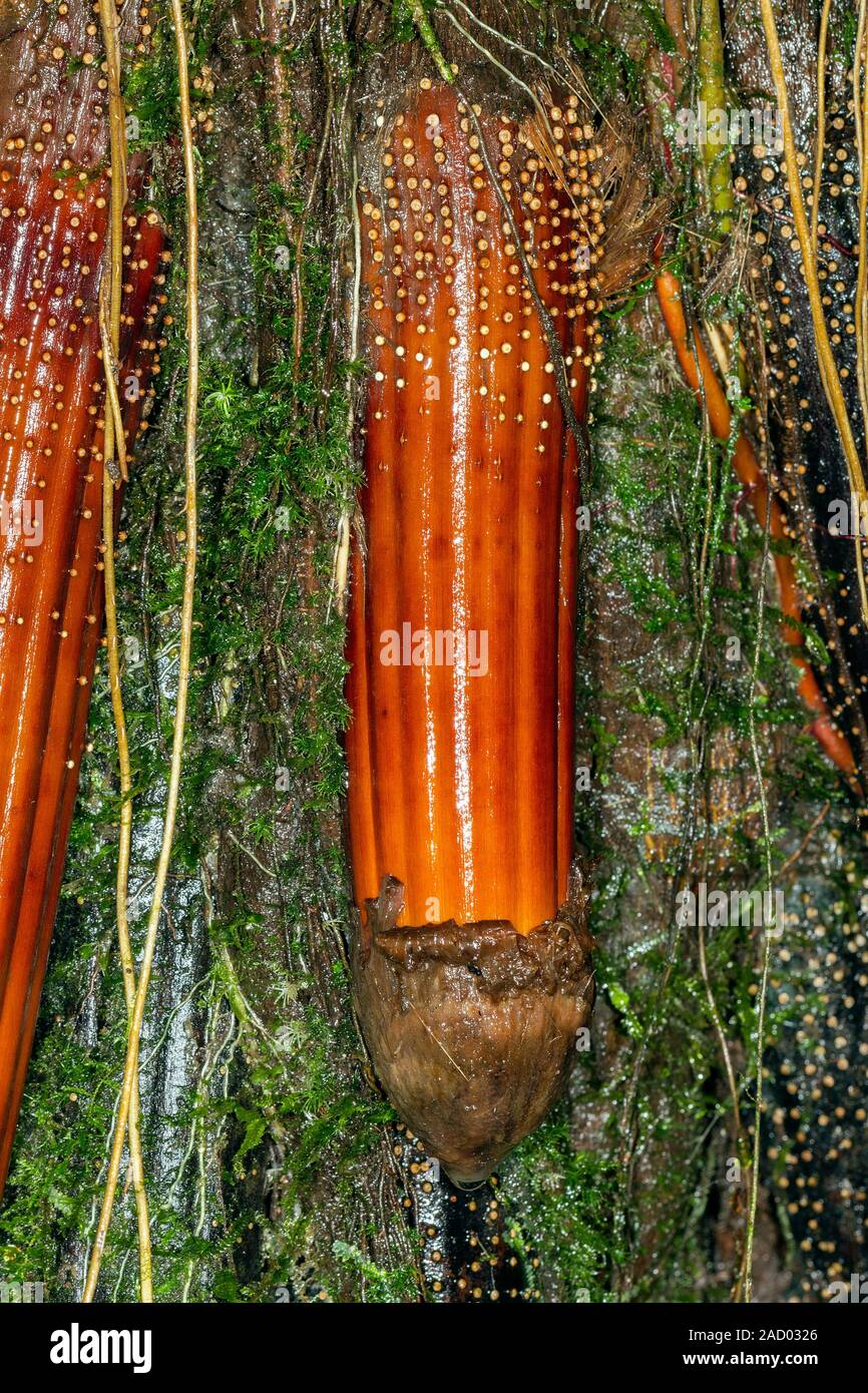 New root with a gelatinous tip growing on a stilt root palm (Iriartea ...