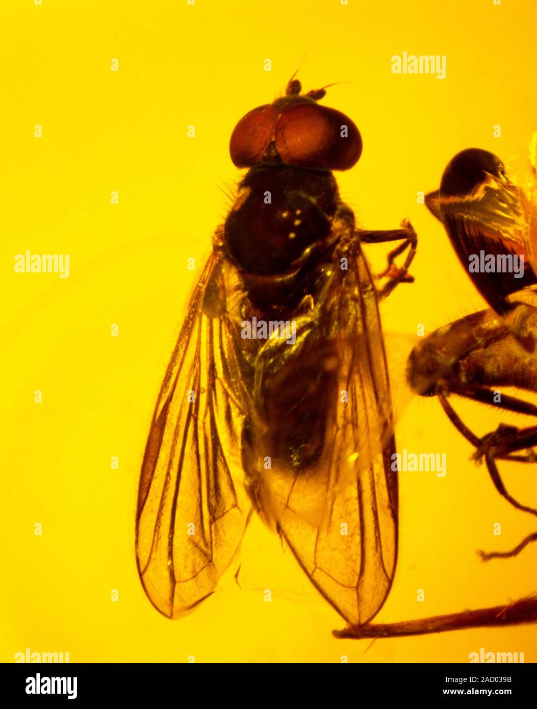 Hoverfly in amber. This specimen was trapped and preserved in Baltic amber during the Upper ...