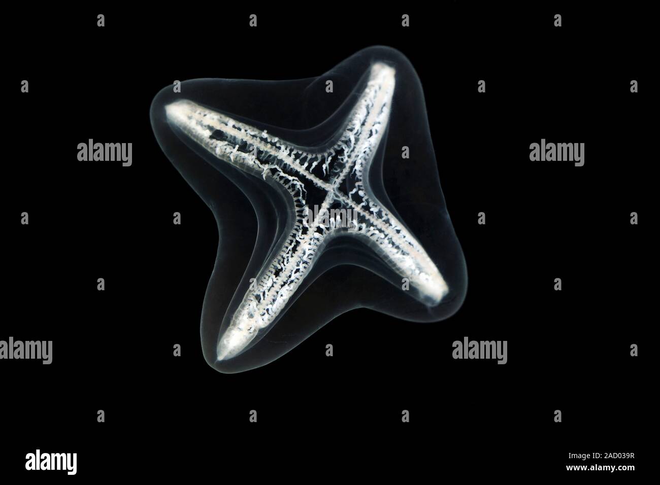 Cuspidella. This predatory marine hydrozoan grows a jelly like body and ...