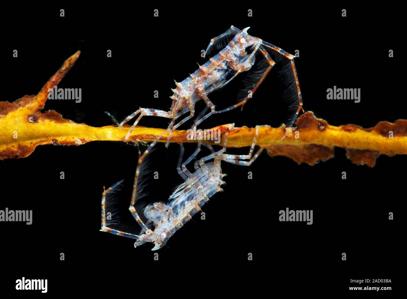 Amphipod crustaceans (Dulichia spinosissima). Amphipods typically have ...
