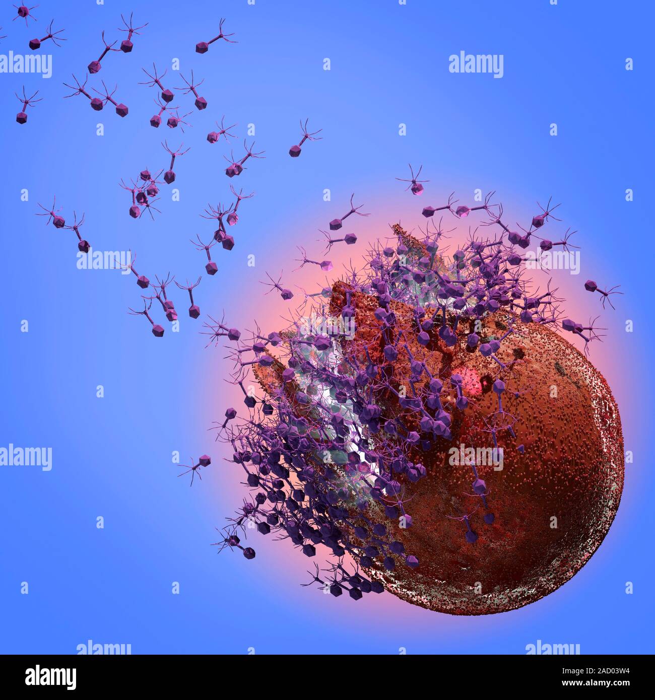 Bacteriophages leaving host cell. Computer illustration showing bacteriophage virus particles ...