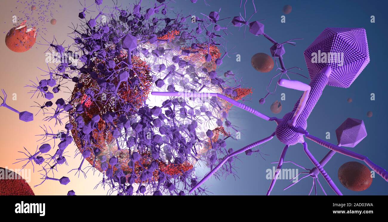 Bacteriophages leaving host cells. Computer illustration showing ...