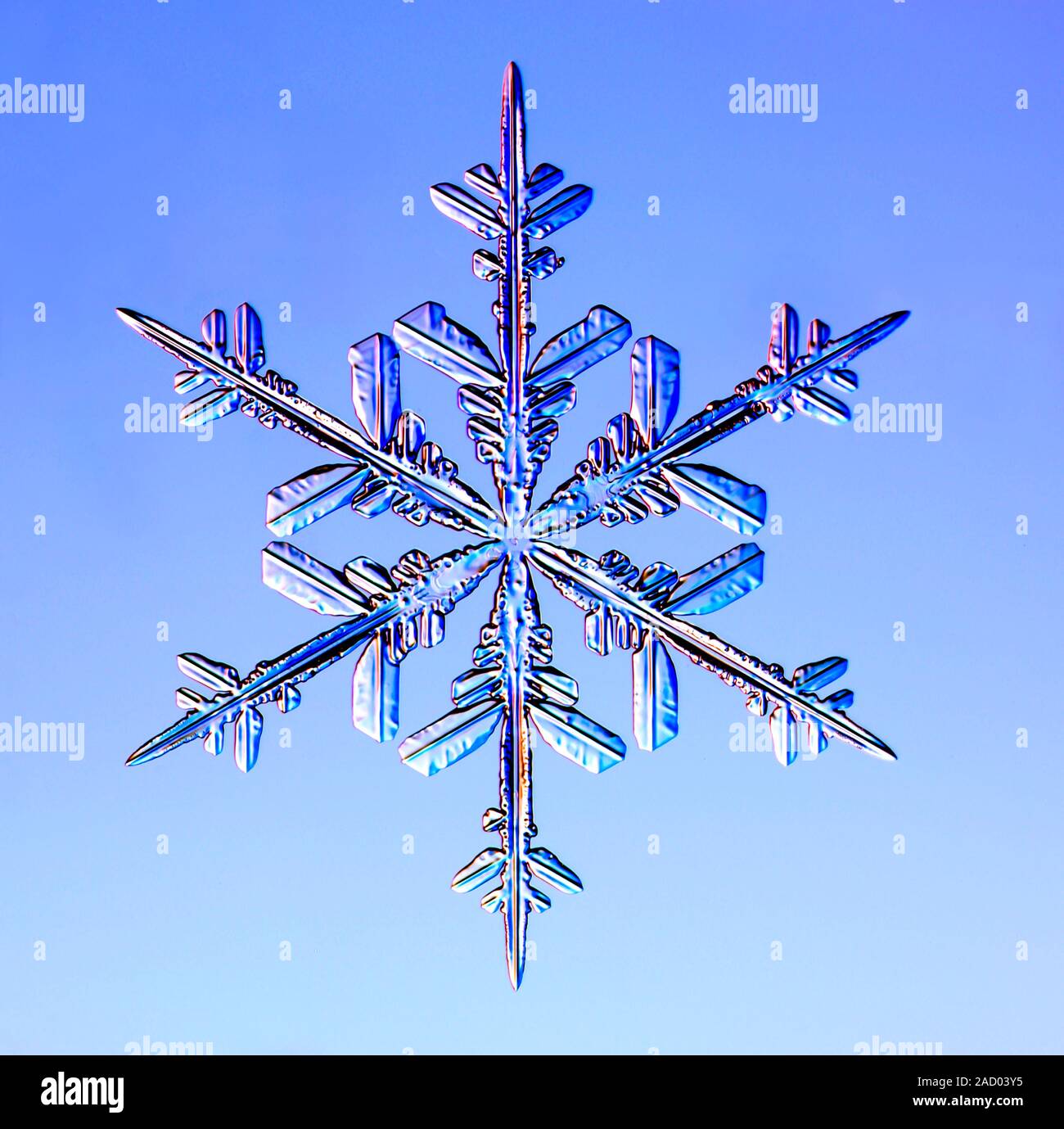 Snowflake. Light micrograph of a stellar dendrite snowflake. Snowflakes ...