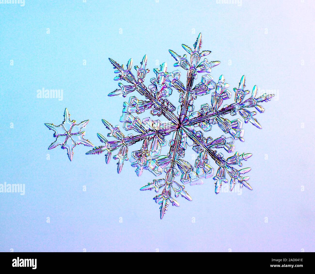 Snowflake. Light micrograph of stellar plate (small) and stellar ...