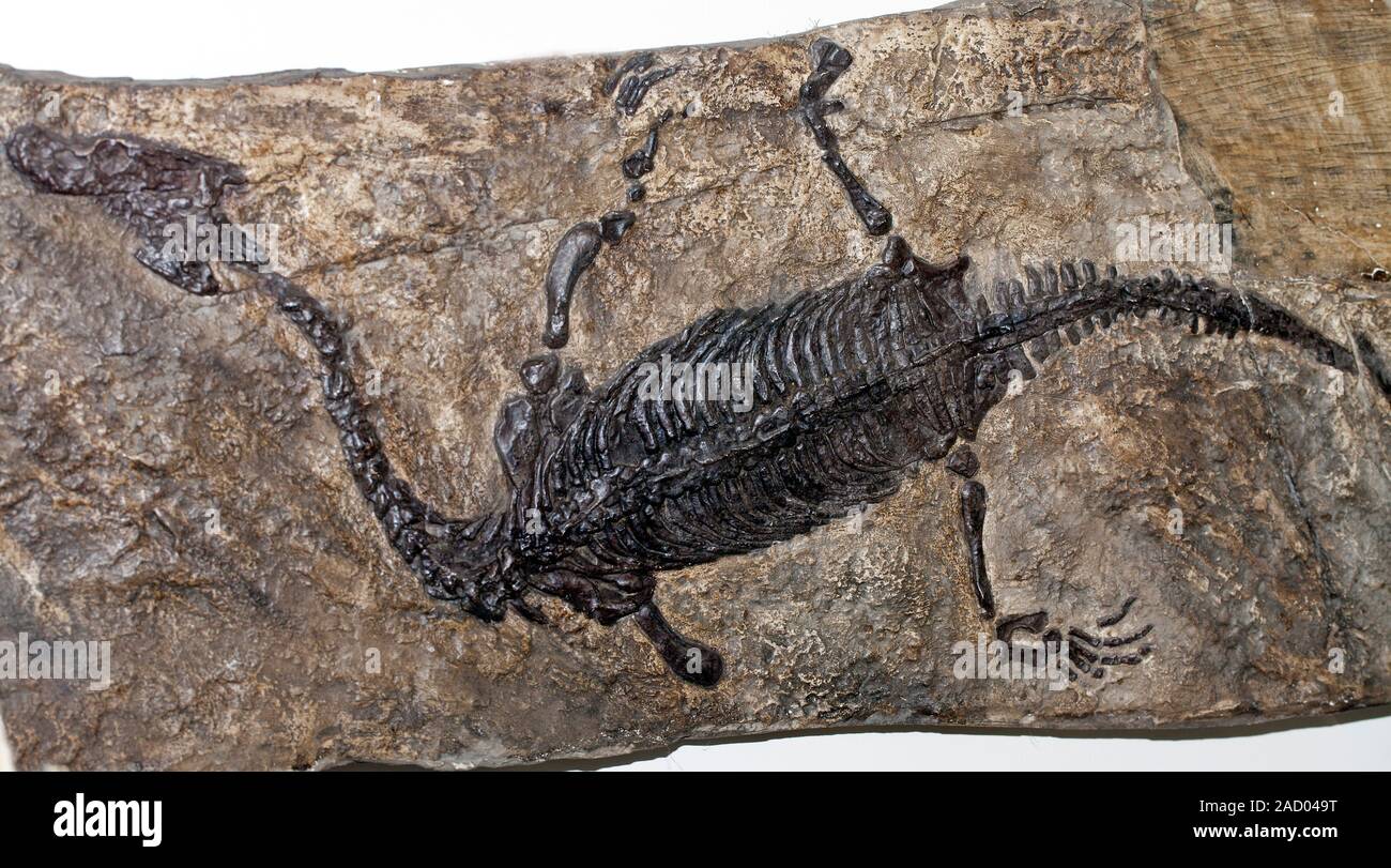 Fossil of Lariosaurus, an extinct genus of nothosaurs (order ...