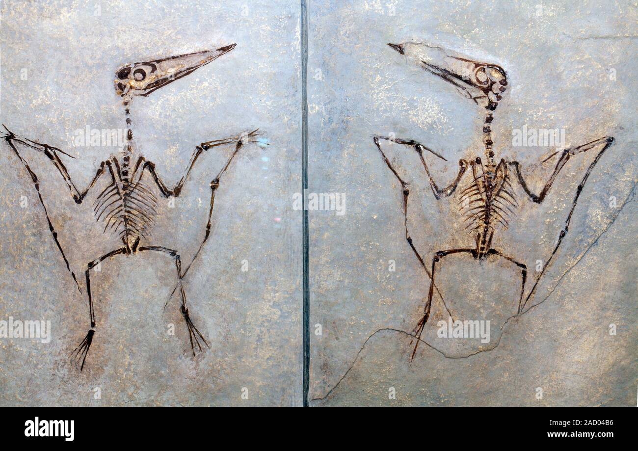Fossil of Pterodactylus, a genus of the Pterosaurus order, the image ...