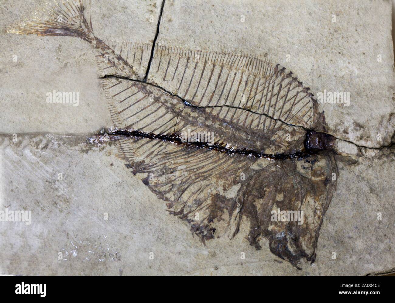 Fossil of Pycnodus (also known as Pycnodus platessus), a genus of ray ...