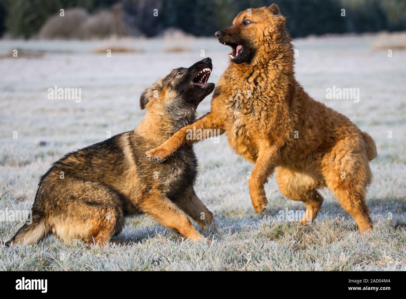Two dogs playing in the snow, a German Shepherd Dog puppy and a ...